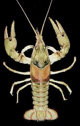 Crawfish of Missouri - Spothanded Crayfish