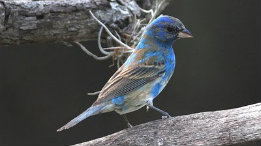Indigo Buntings arrival, molting for the nesting season
