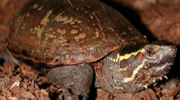 Turtles of the North Fork - Stinkpot