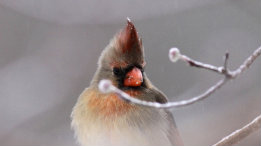 Northern Cardinals begin 2010 mating ritual